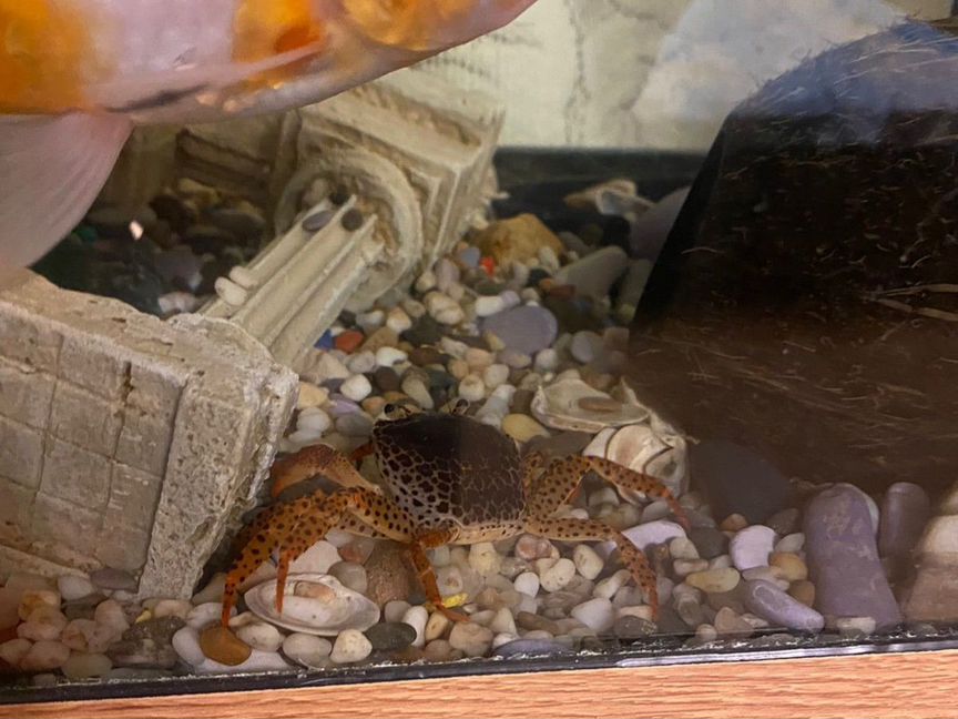 Крабик аквариумный