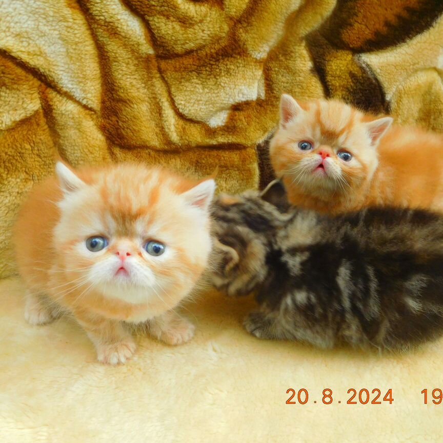 Котик и две кошечки на бронирование
