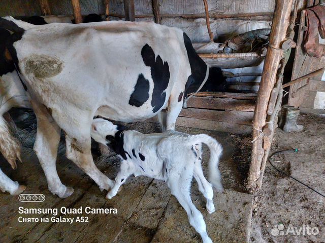 Корова и тёлачка