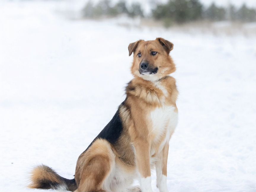 Шикарная и молодая собака в добрые руки, Вьюн