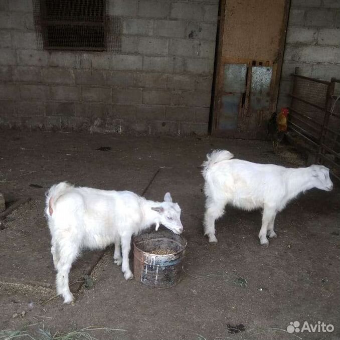 Продаю коз с козлятами