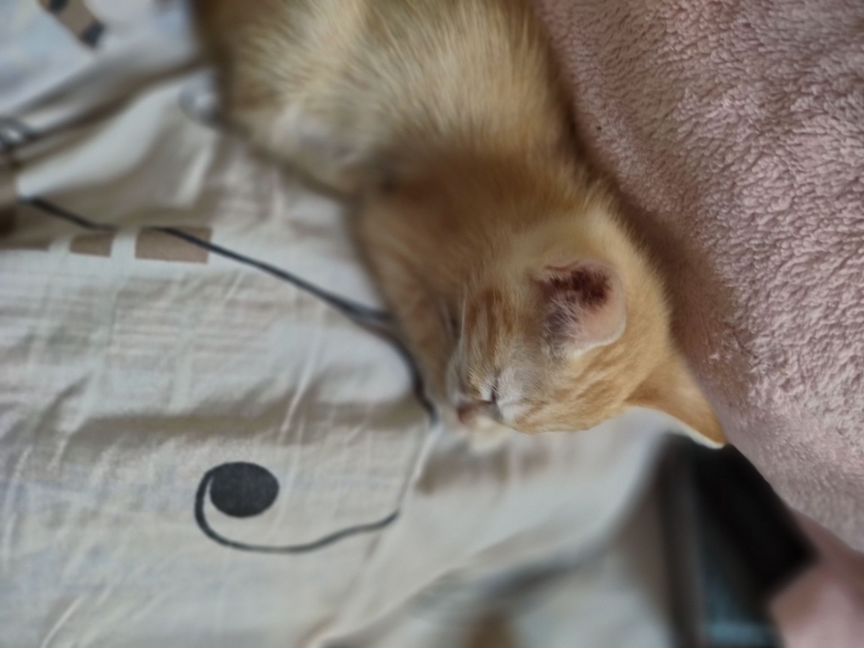 Котенок девочка, дурочка