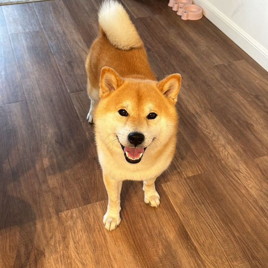 Вязка Сиба ину кобель