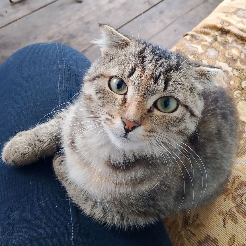 Шотландская вислоухая кошка,трехцветная