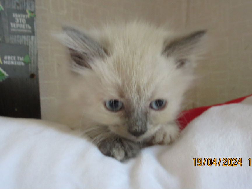 Невская маскарадная в добрые руки