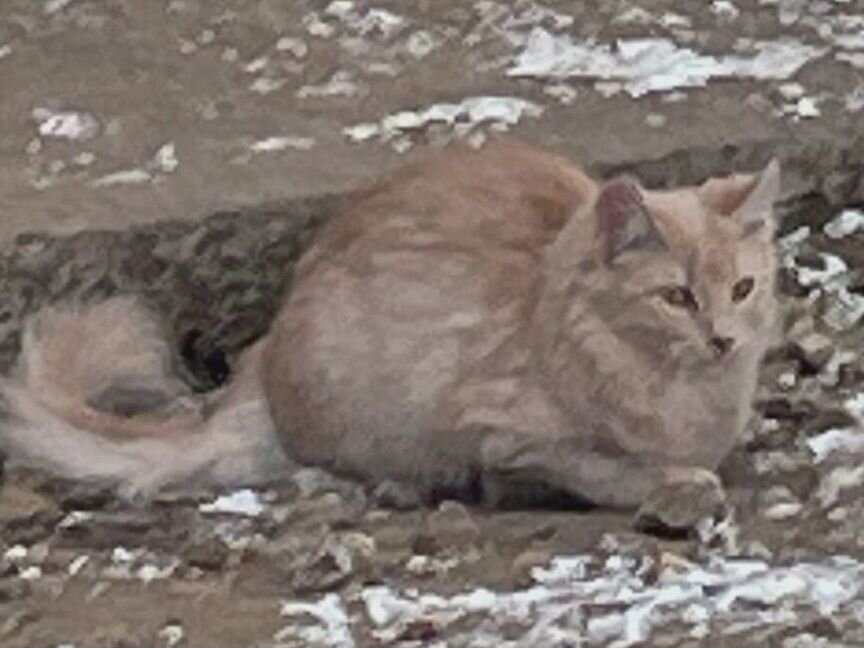 Котенок замерзает.Нужен дом или передержка