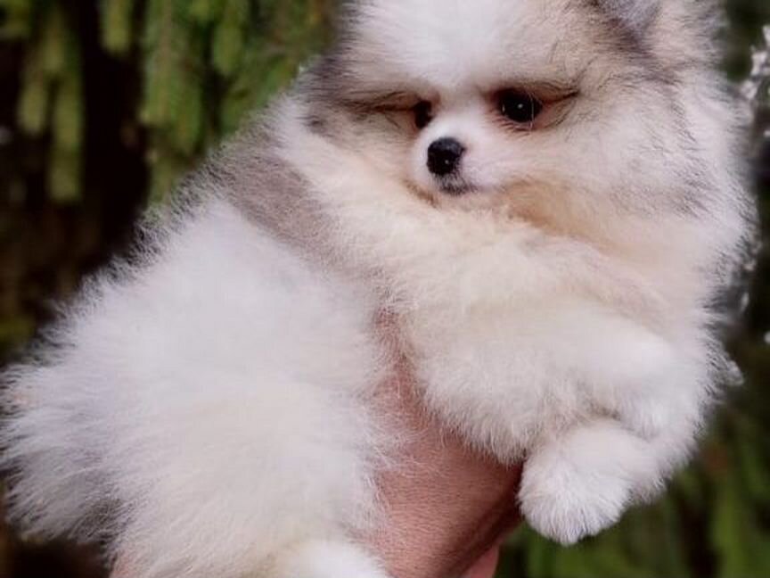 Девочка помераночка