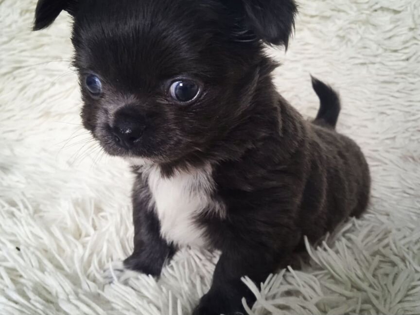 Щенки Чихуахуа мальчики и девочки