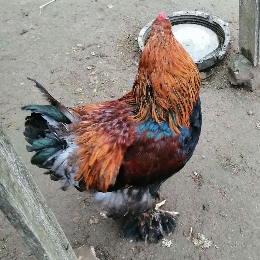 Петух