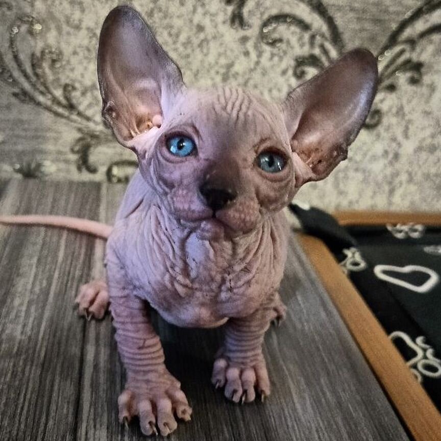 Канадский сфинкс котенок