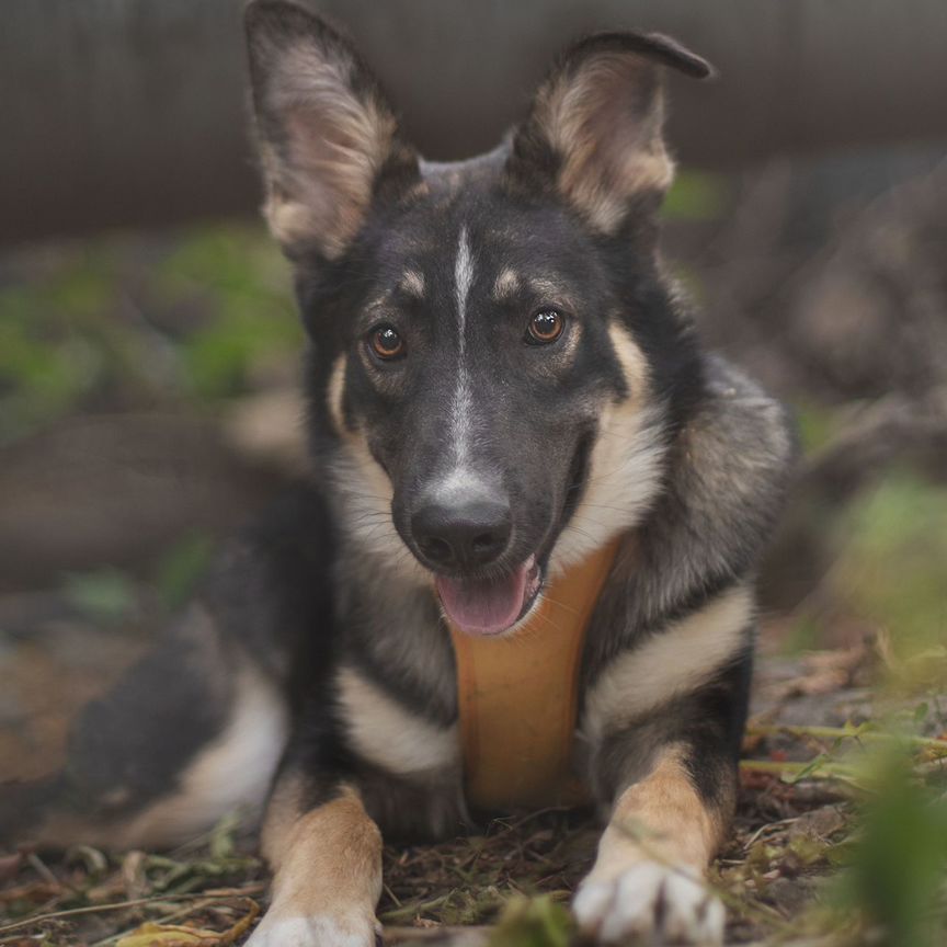 Щенок в добрые руки