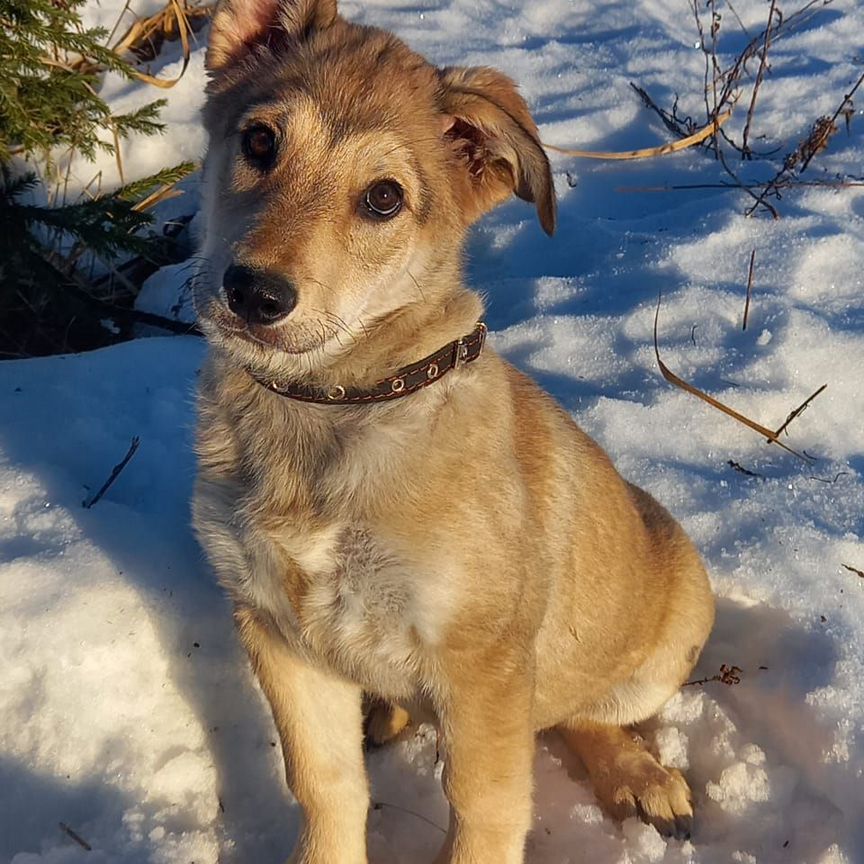 Домашний щенок ищет дом