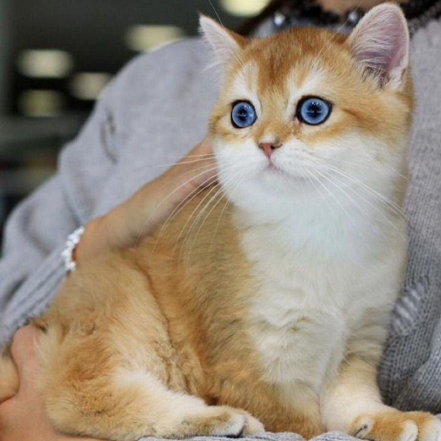 Британский короткошёрстный котёнок