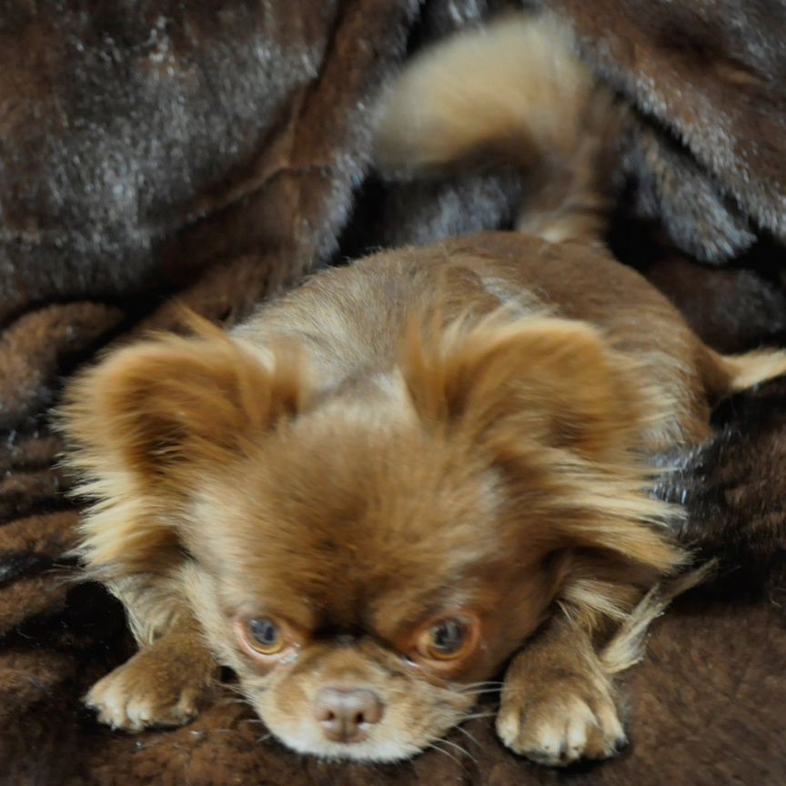 Чихуахуа, взрослая собака