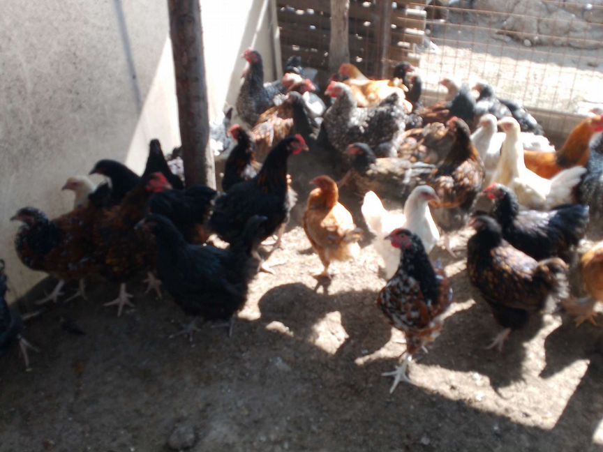 Цыплята орпингтоны 3 месяца