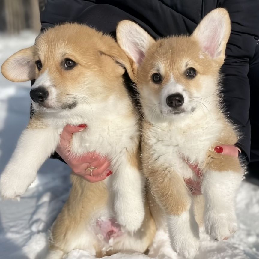 Вельш Корги Пемброк, щенок