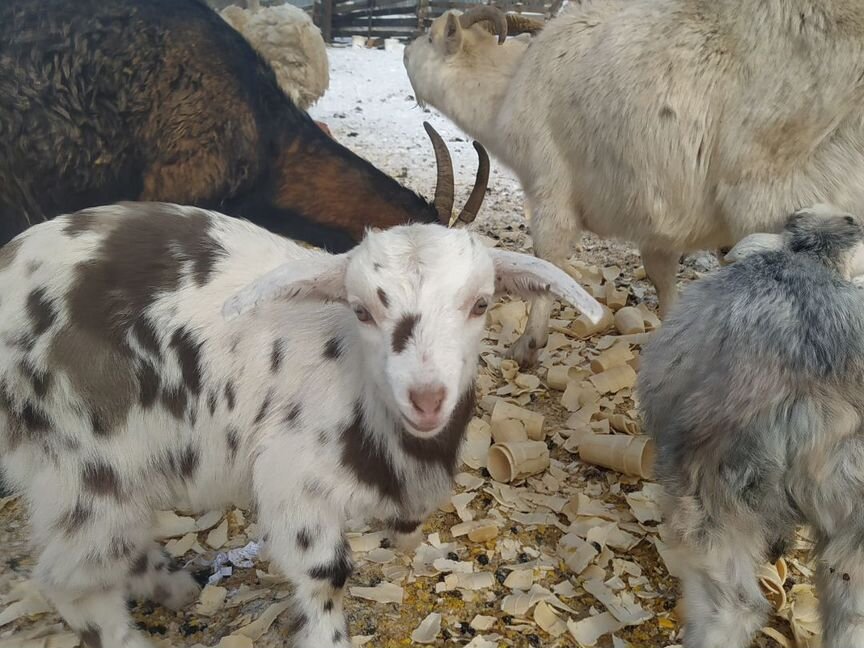 На корм животным