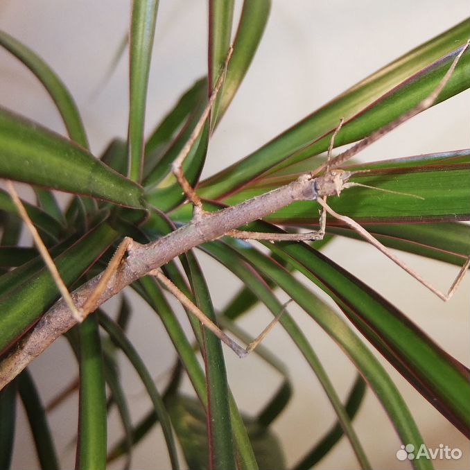 Аннамский палочник