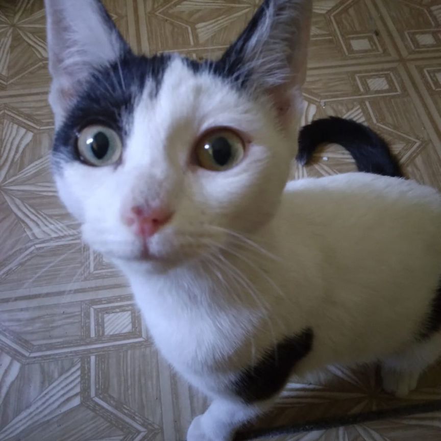 Кошки в добрые руки