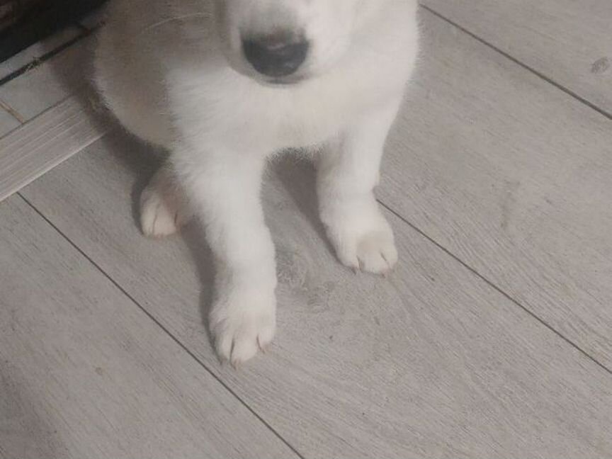 Щенок хаски