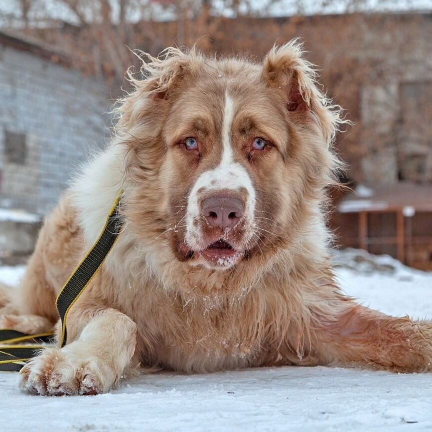 Среднеазиатская овчарка, взрослый пёс
