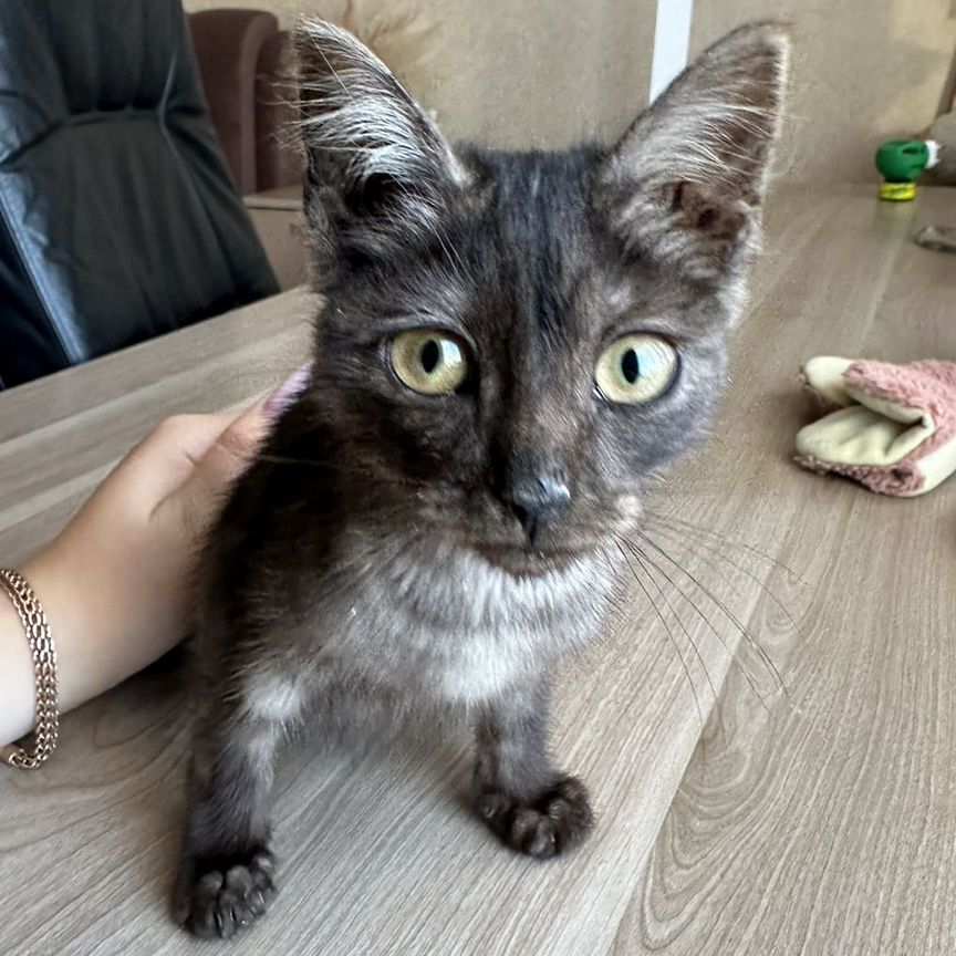Шоколадные котенок девочка