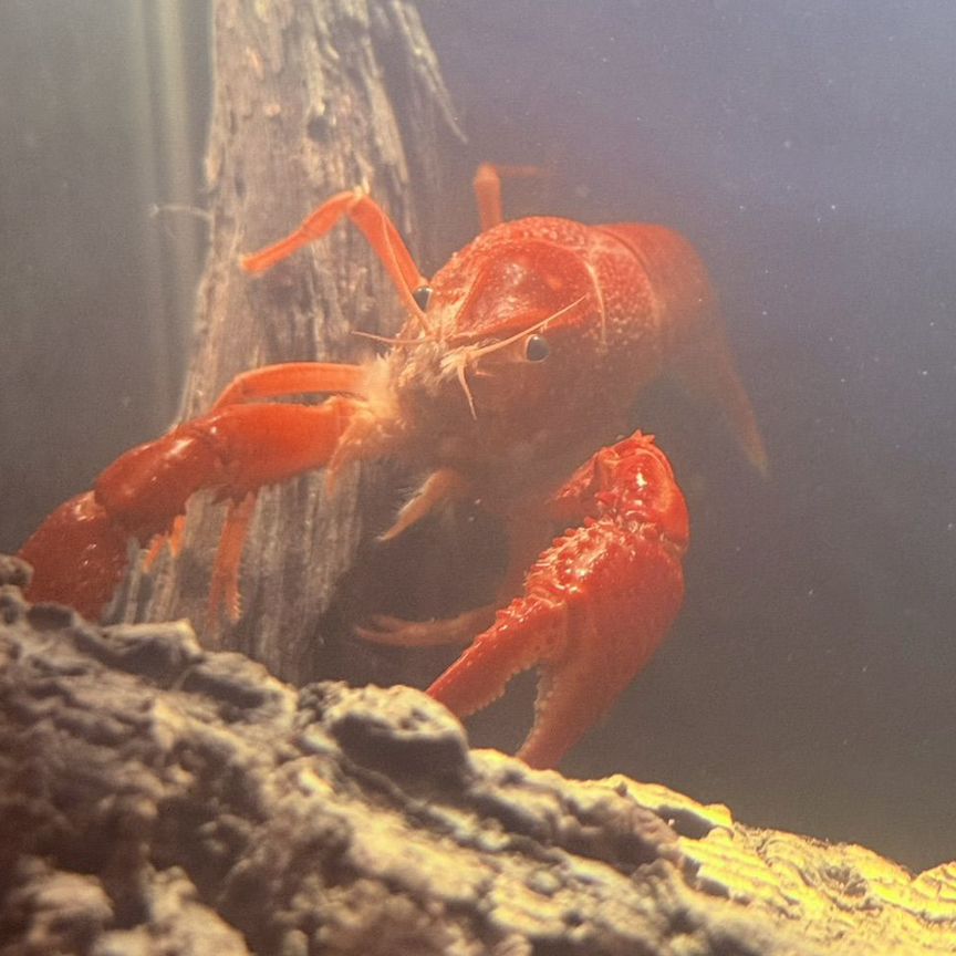 Аквариумные раки