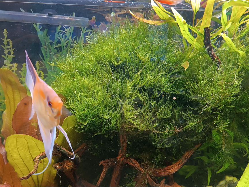 Аквариумные растения