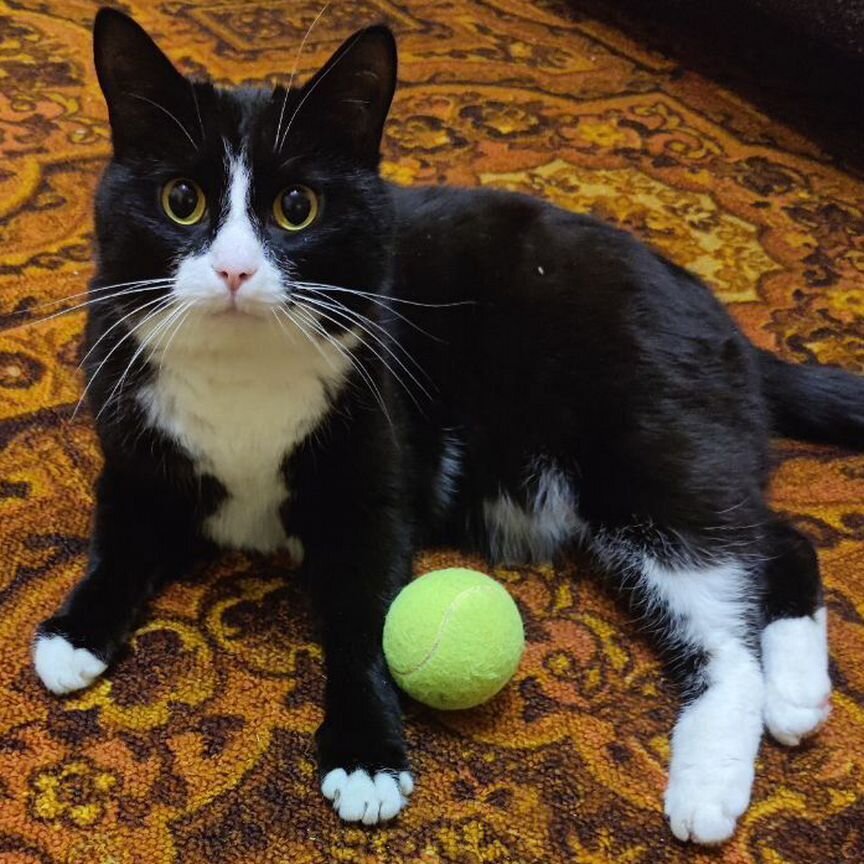 Взрослый кот в добрые руки