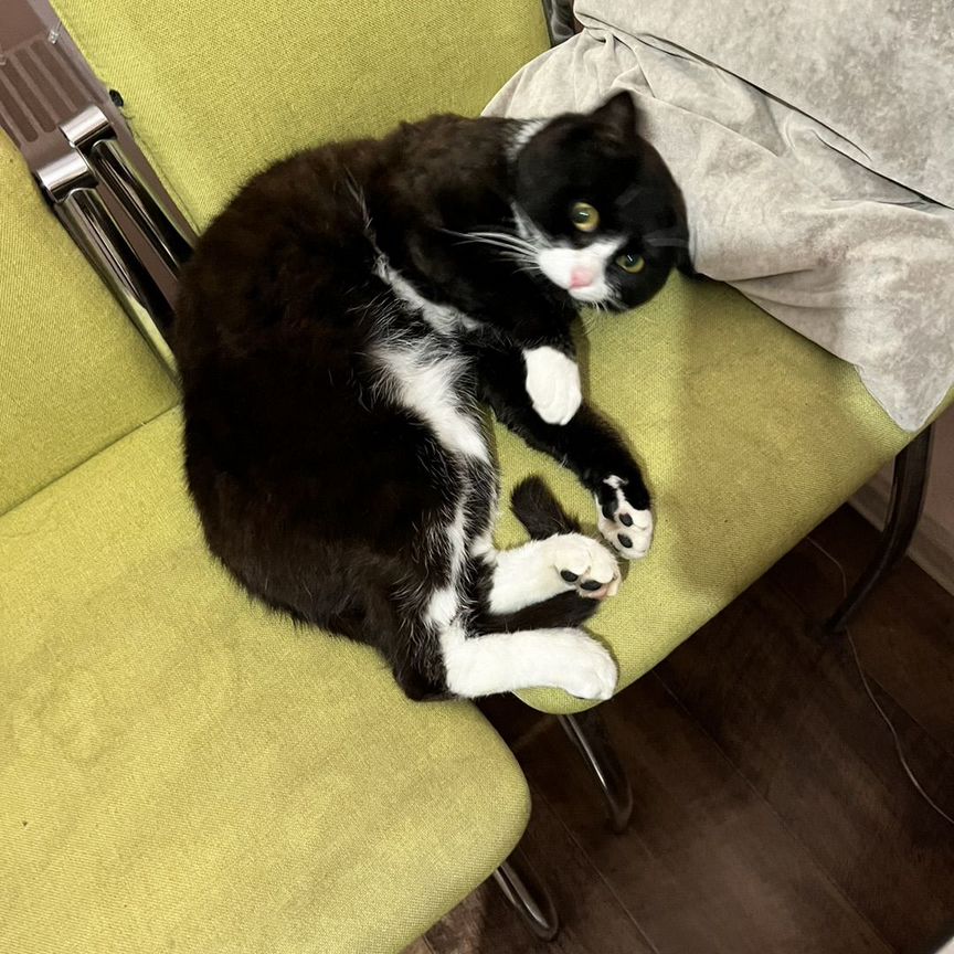 Отдам кота в добрые руки