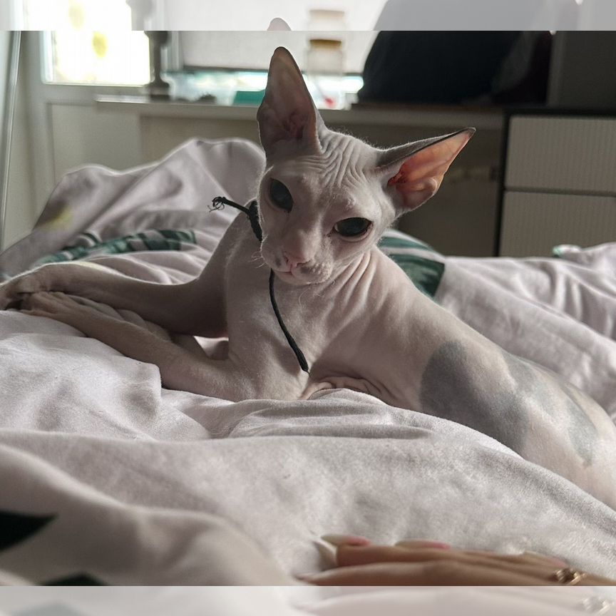 Донской свинкс вязка