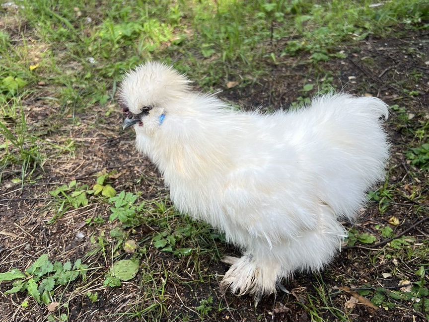 Петушки Бесплатно