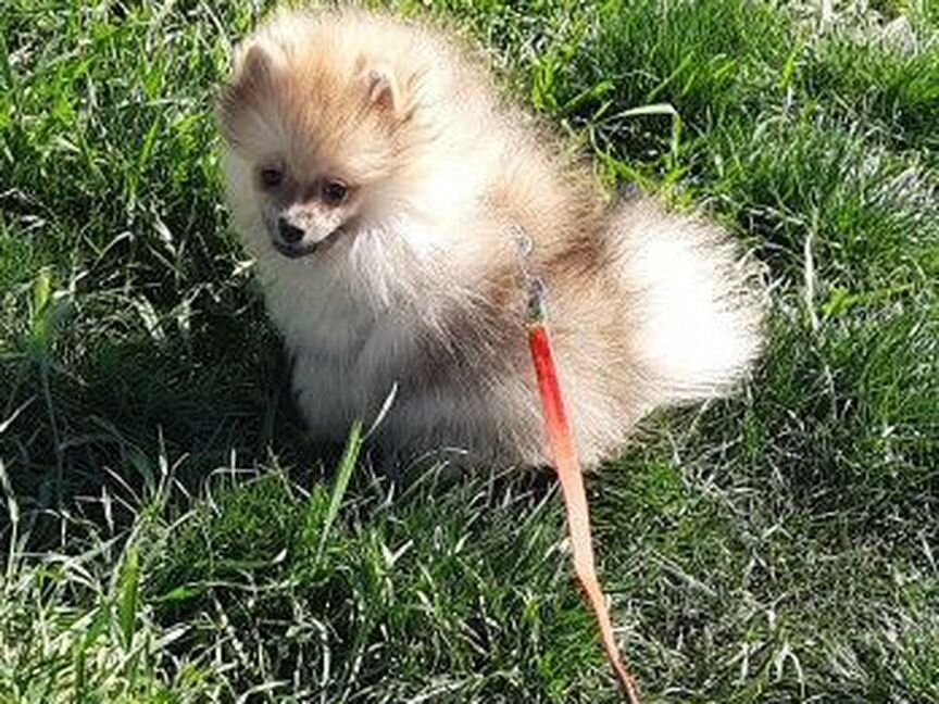 Перспективный мальчик (скор)