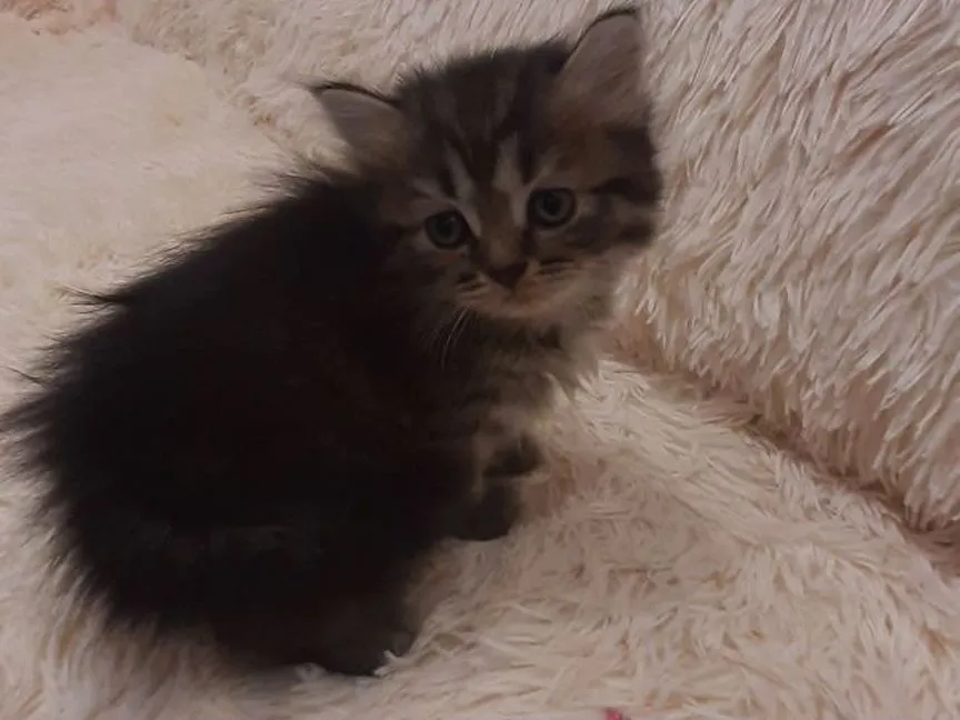 Кошки
