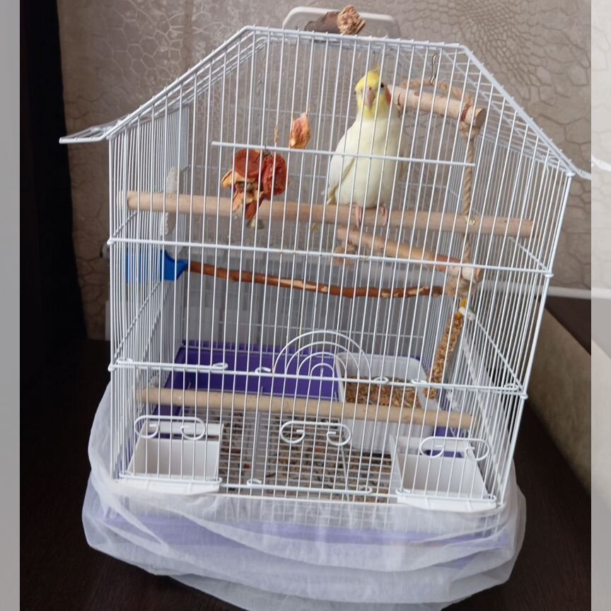 Попугай корелла с клеткой