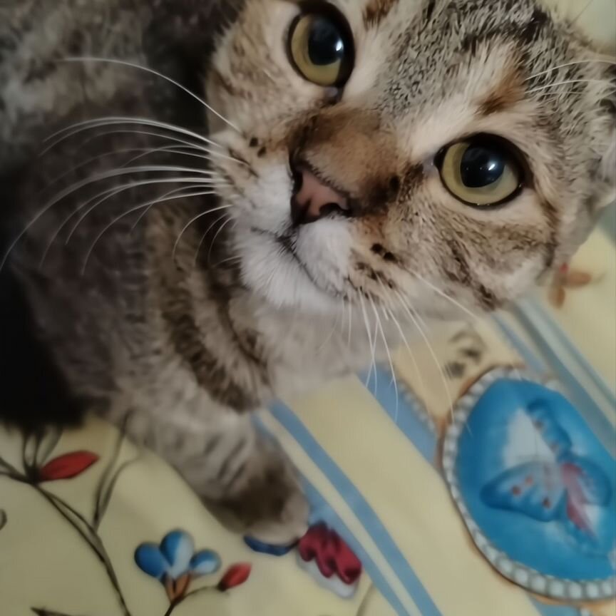 Шотландский вислоухий короткошёрстный котёнок