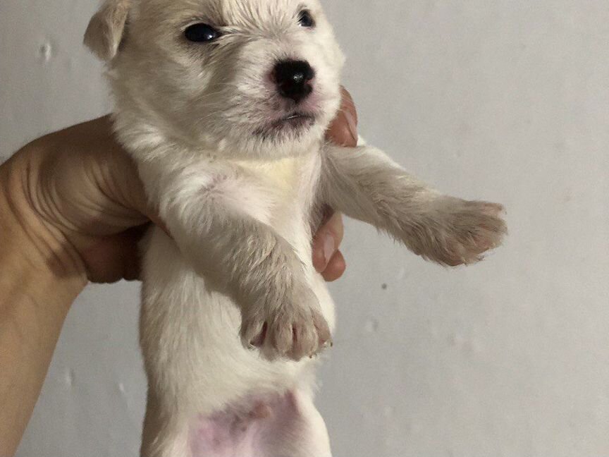 Щенки породы "двортерьер "