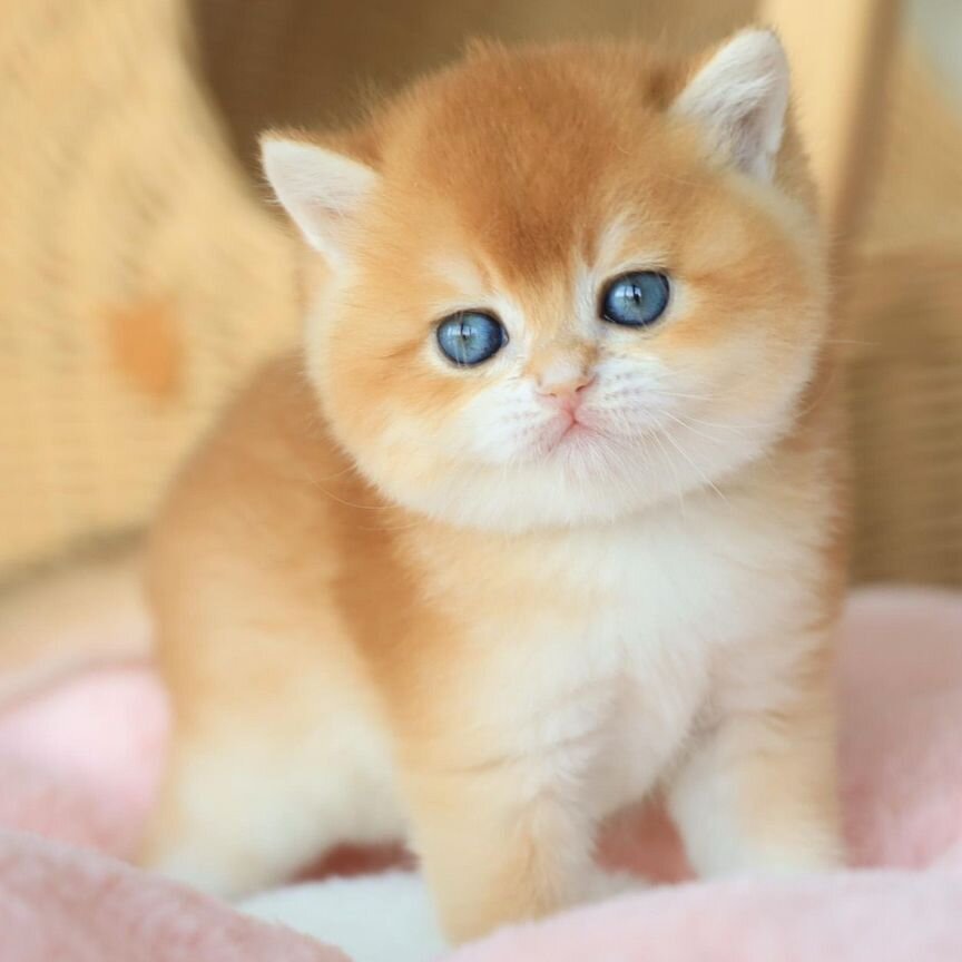 Британский короткошёрстный котёнок