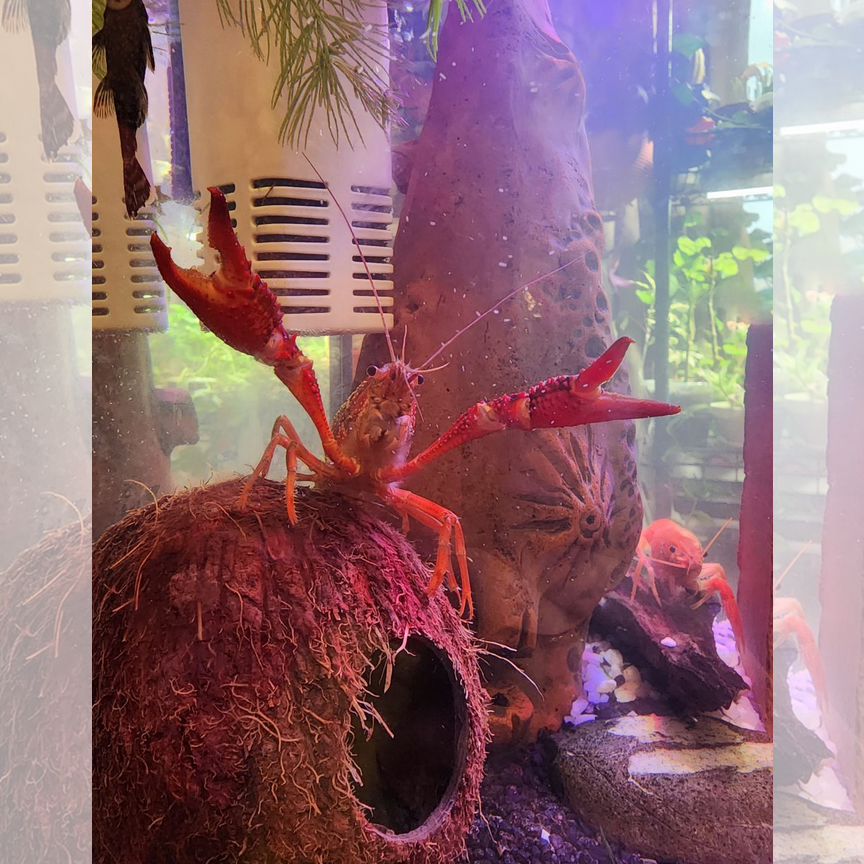 Аквариумные раки флоридские