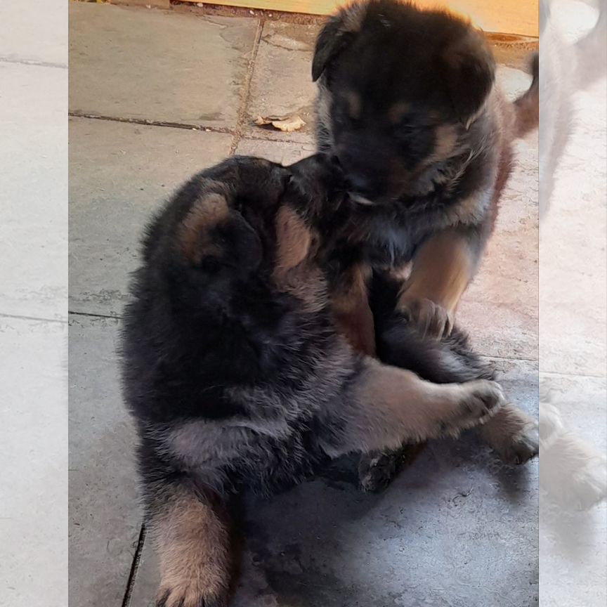 Черная немецкая овчарка