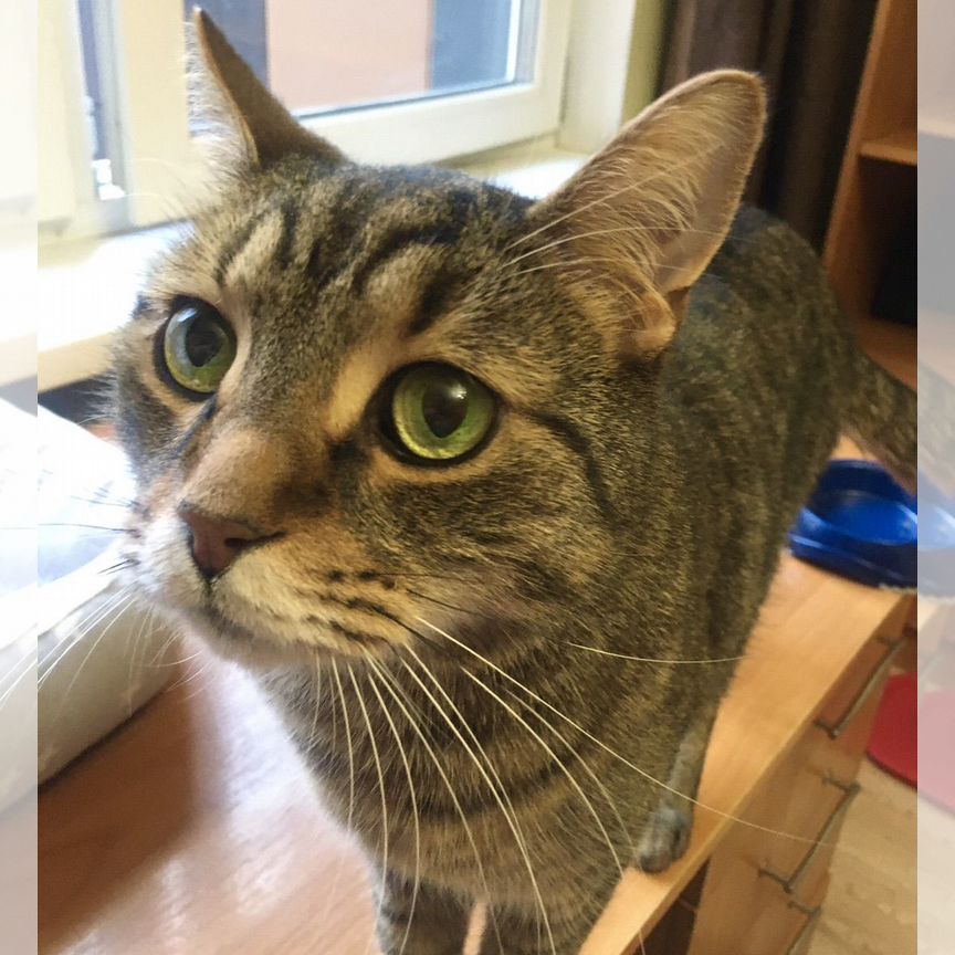 Взрослый кот в добрые руки