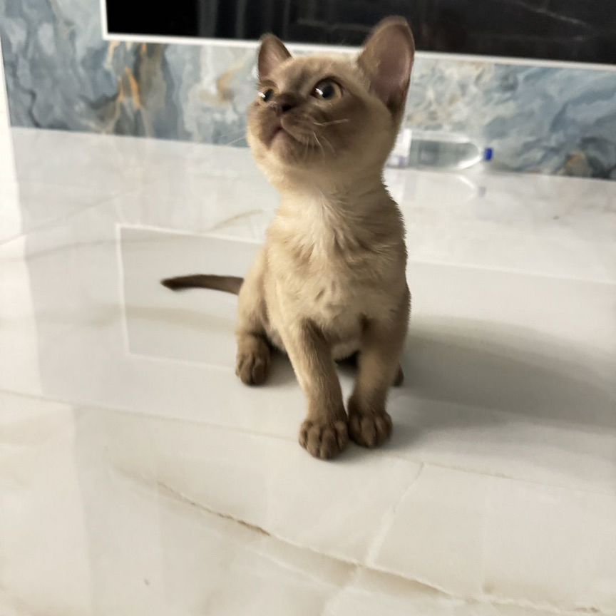Бурманские котята