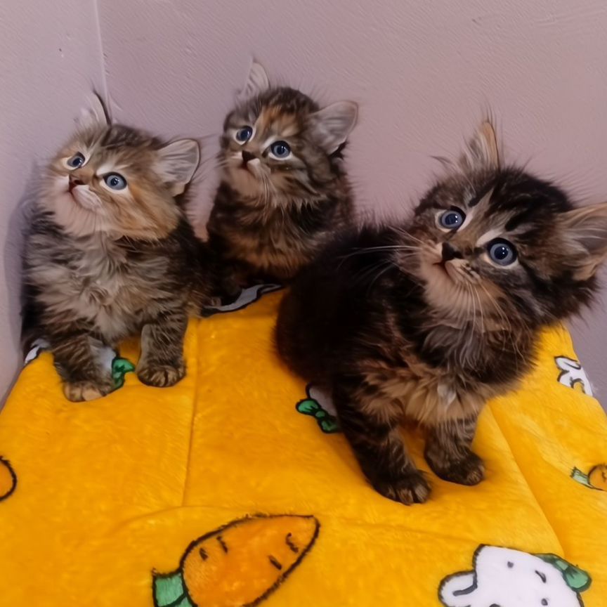 Сибирский котёнок