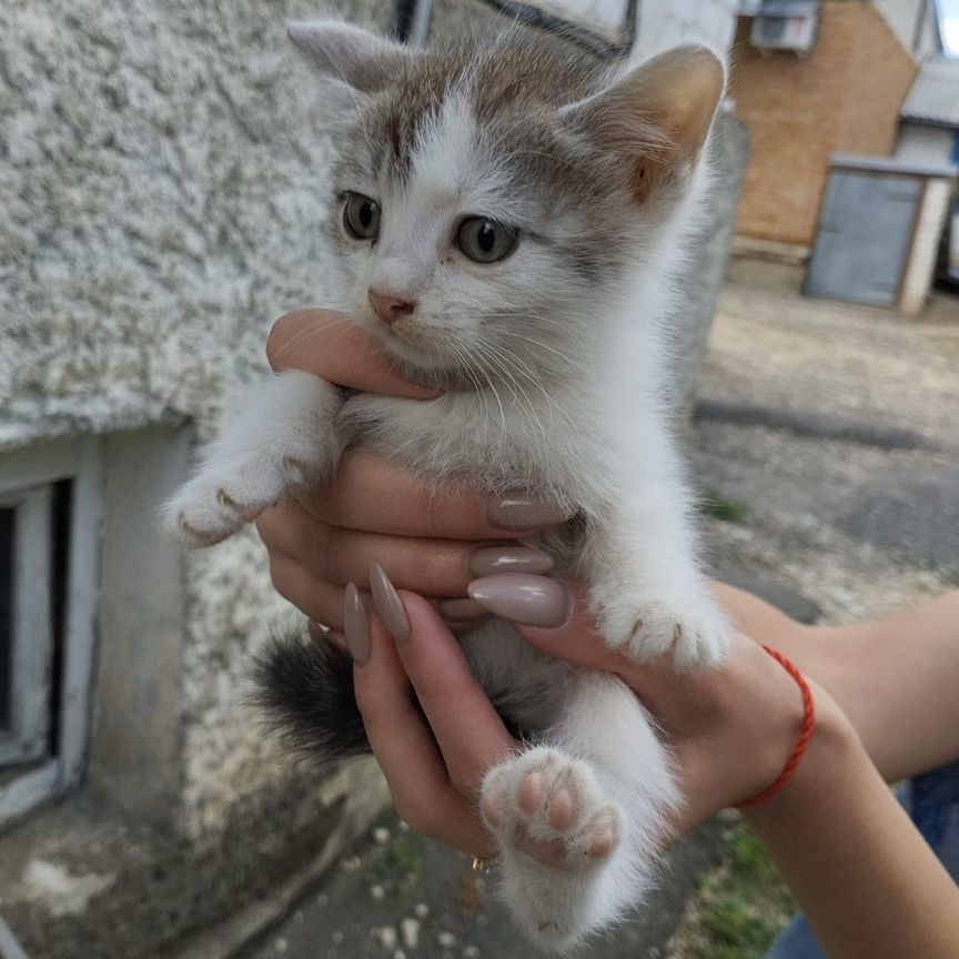 Дети ищут дом