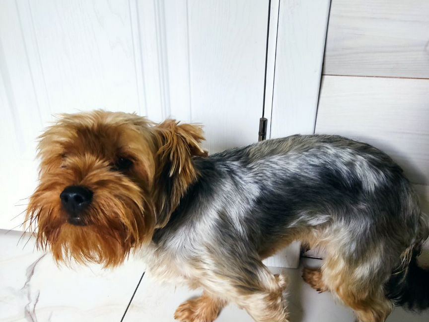 Йоркширский терьер отдам бесплатно