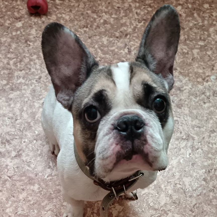 Отдам Французского бульдога