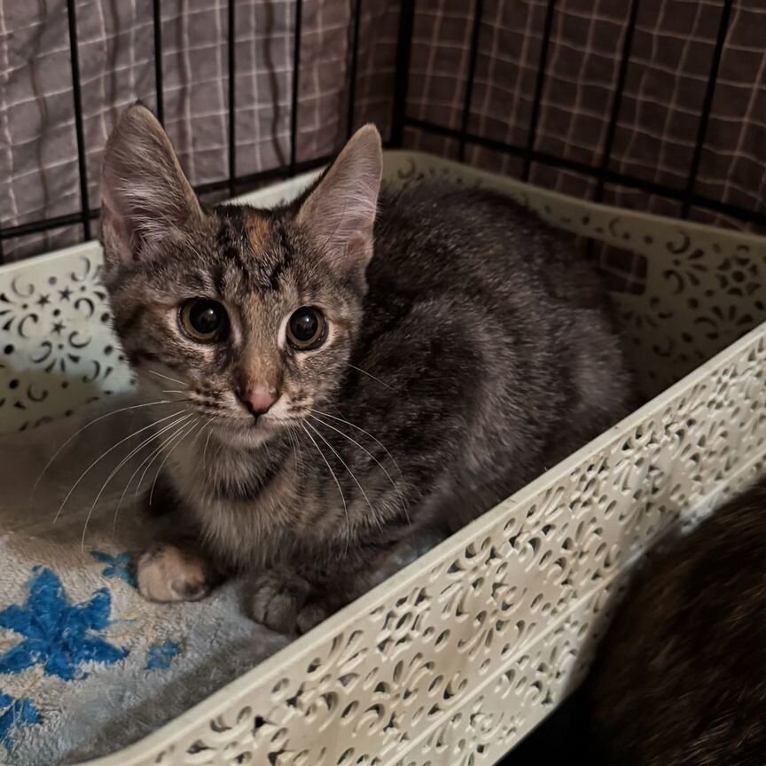 Котенок Ксюша
