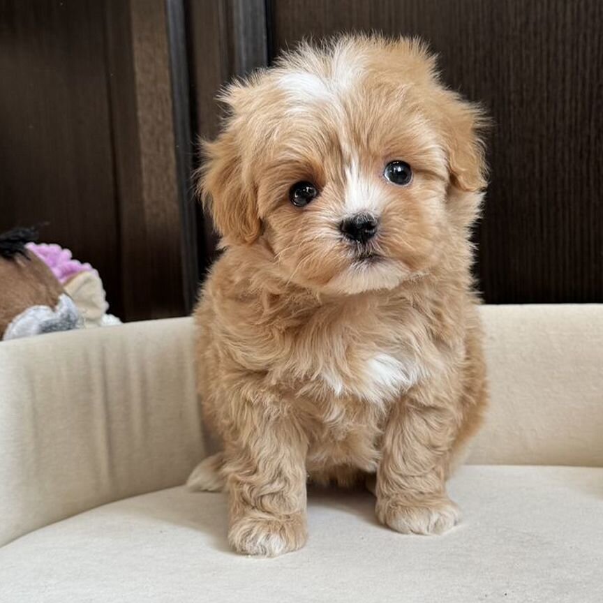 Мальтипу, щенок