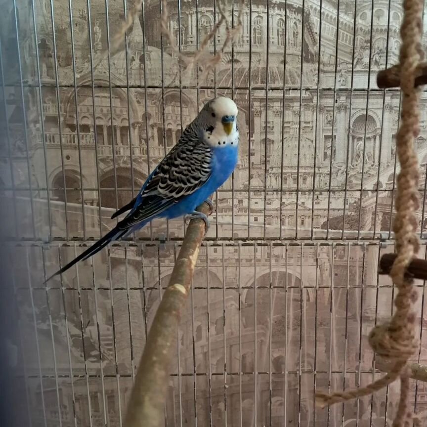 Волнистый попугай