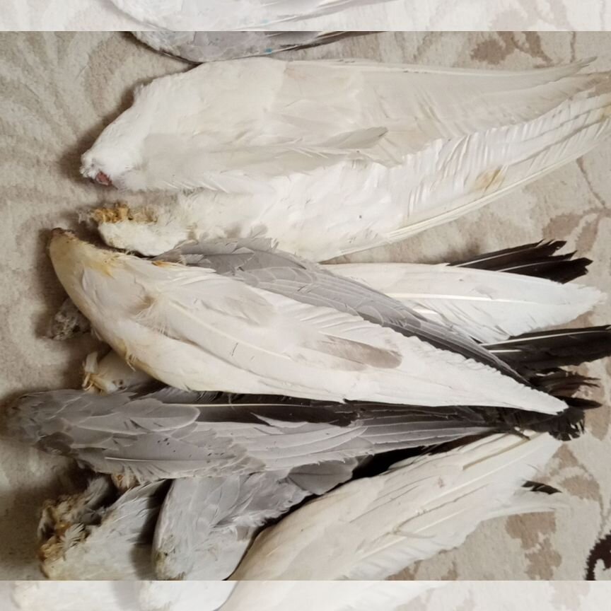 Гусиные крылья